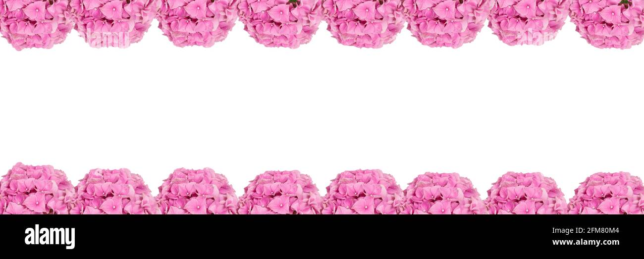 Hydrangea border hi-res stock photography and images - Alamy