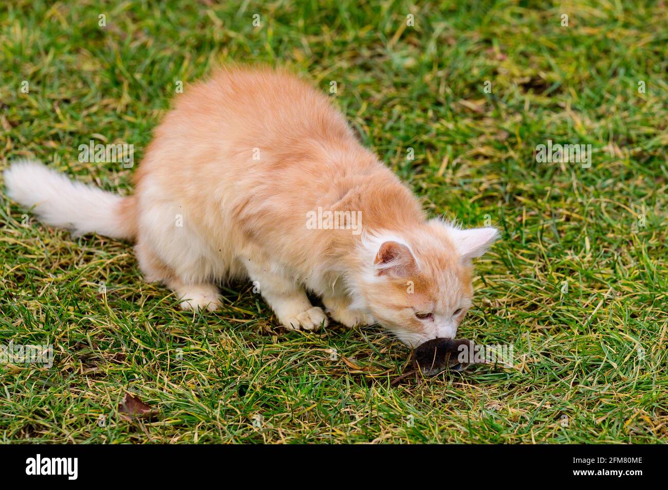 Dead Ginger Cat High Resolution Stock Photography and Images - Alamy