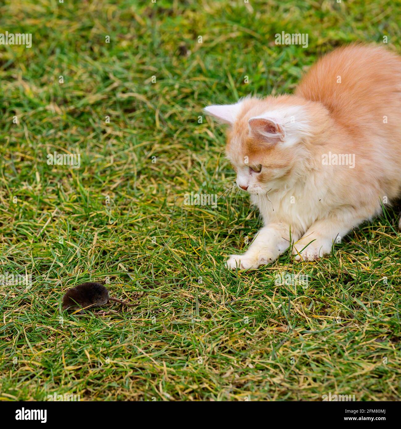 Dead ginger cat hi-res stock photography and images - Alamy