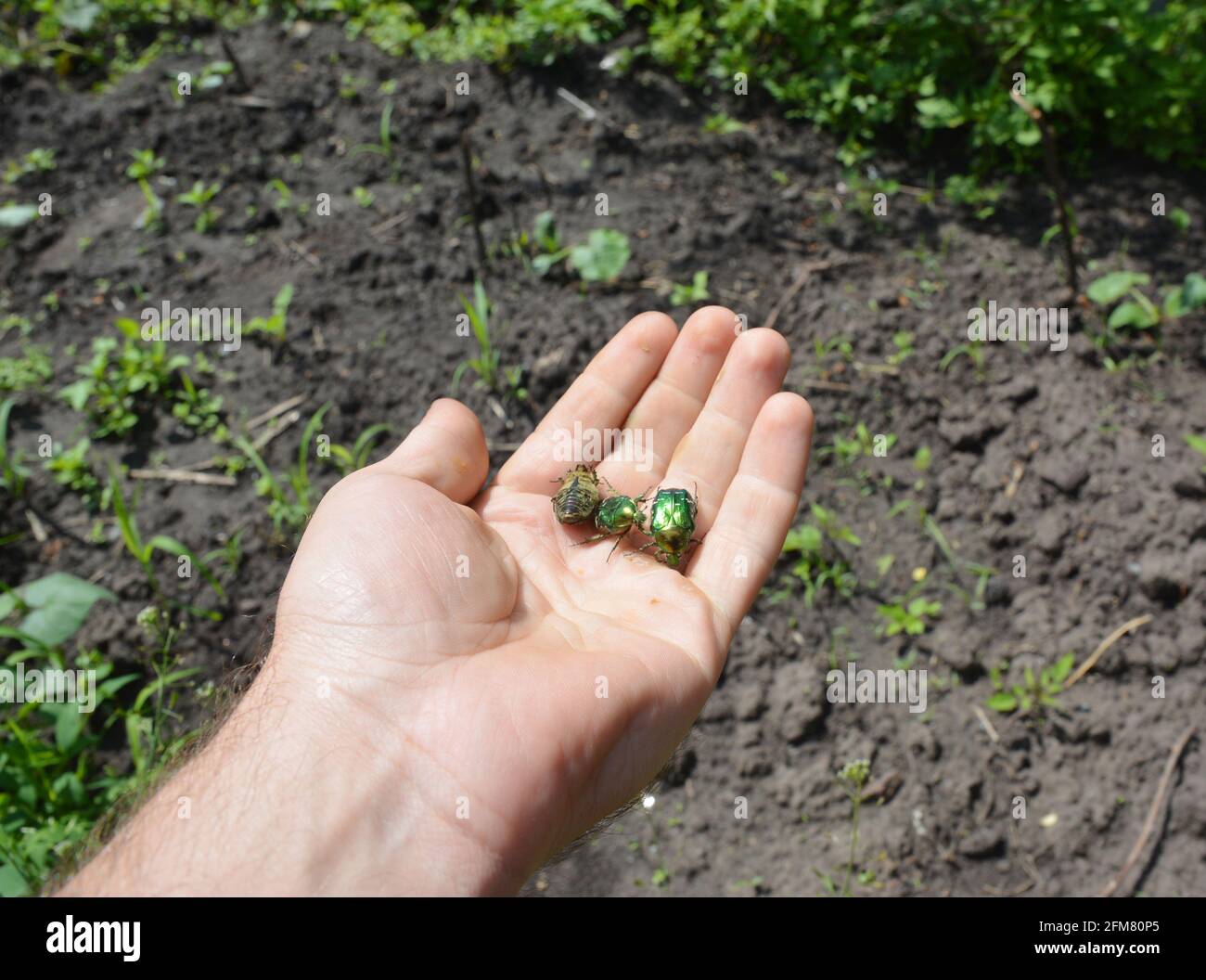 Protaetia (Liocola) marmorata green beetles on the gardener’s hand in ...