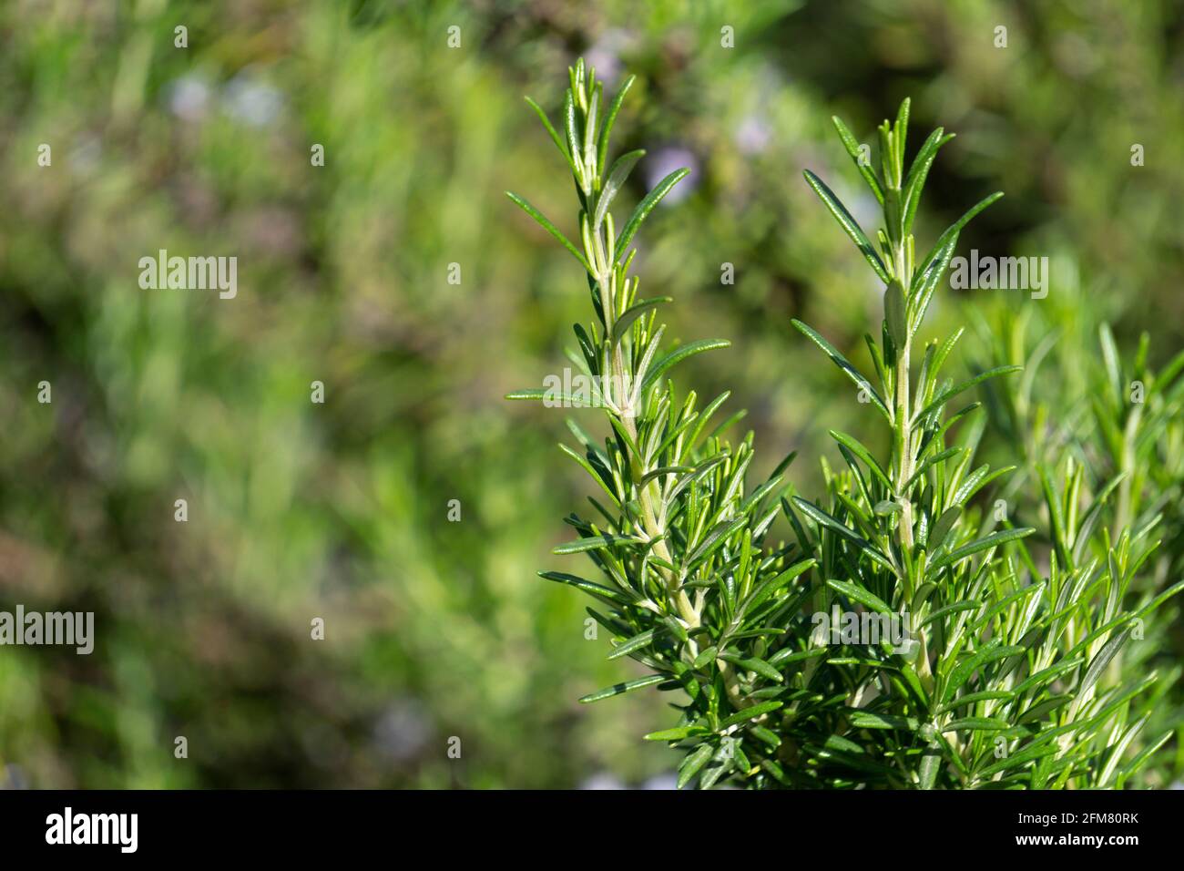 Rosemary field hi-res stock photography and images - Alamy