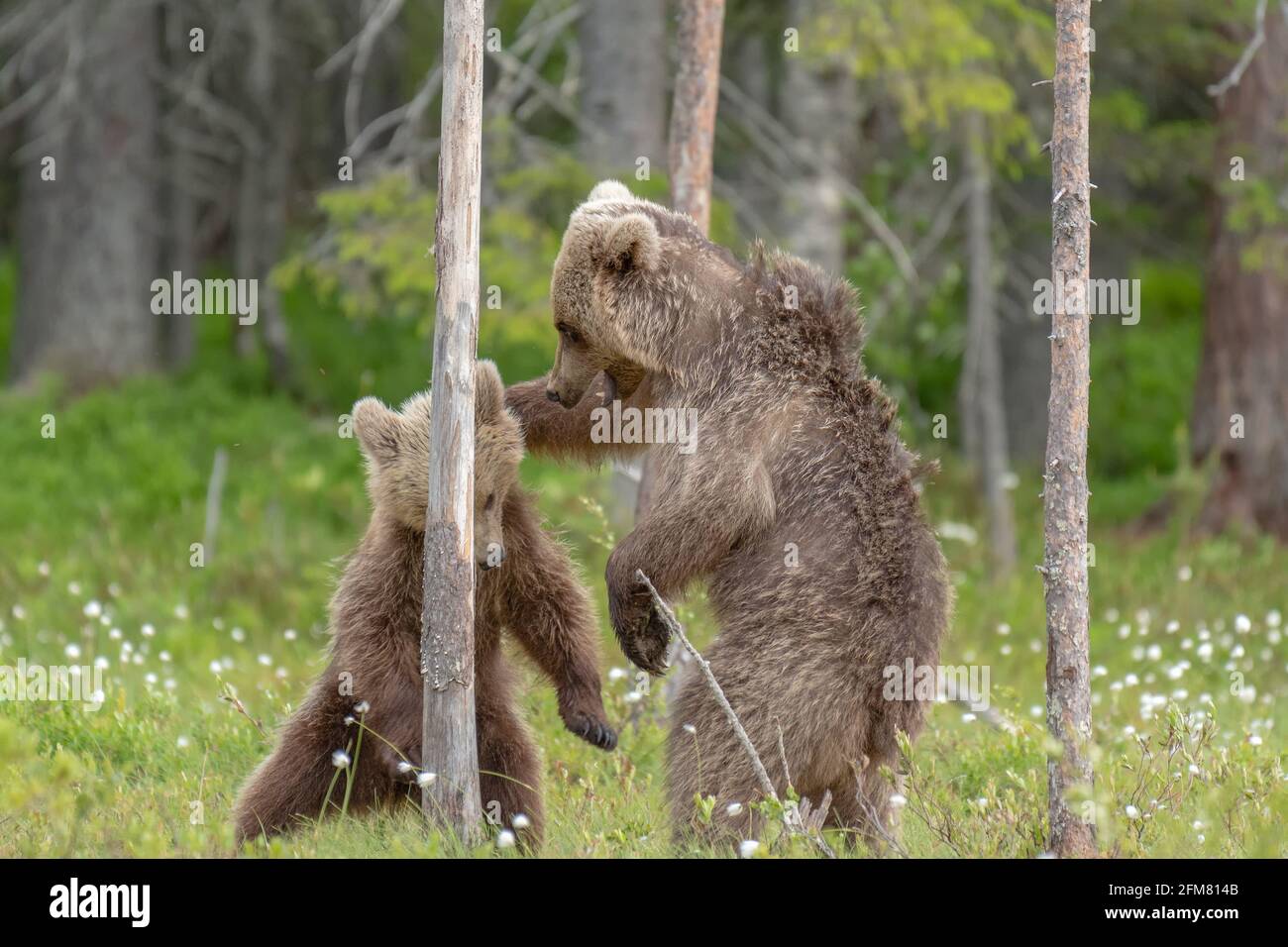 Young Brown bears playing in the middle of the cotton grass in a ...
