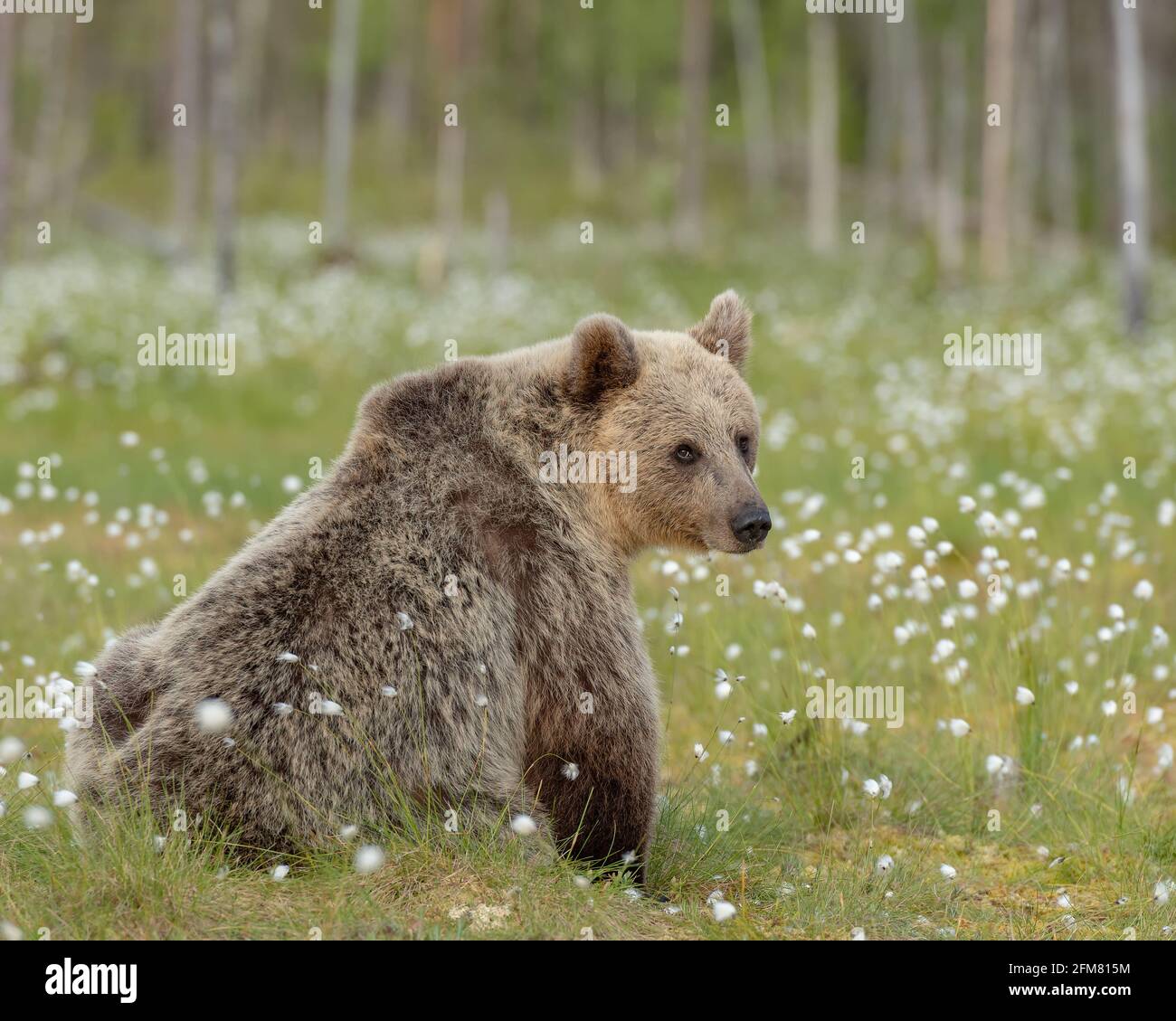 Brown bear (Ursus arctos) is sitting on a Finnish bog Stock Photo - Alamy