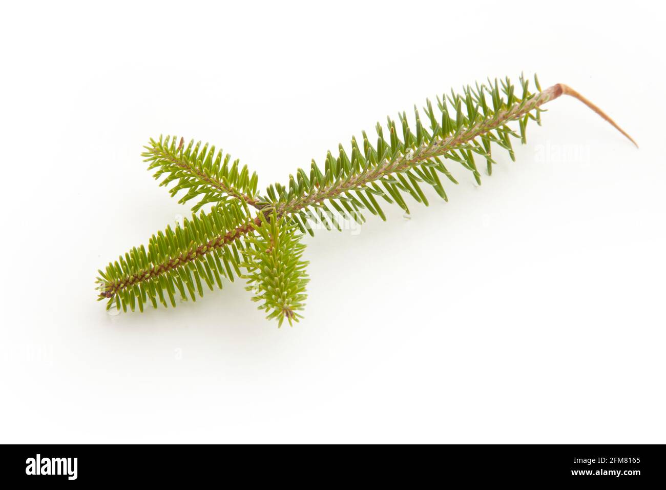 Woodland evergreen background Cut Out Stock Images & Pictures - Alamy