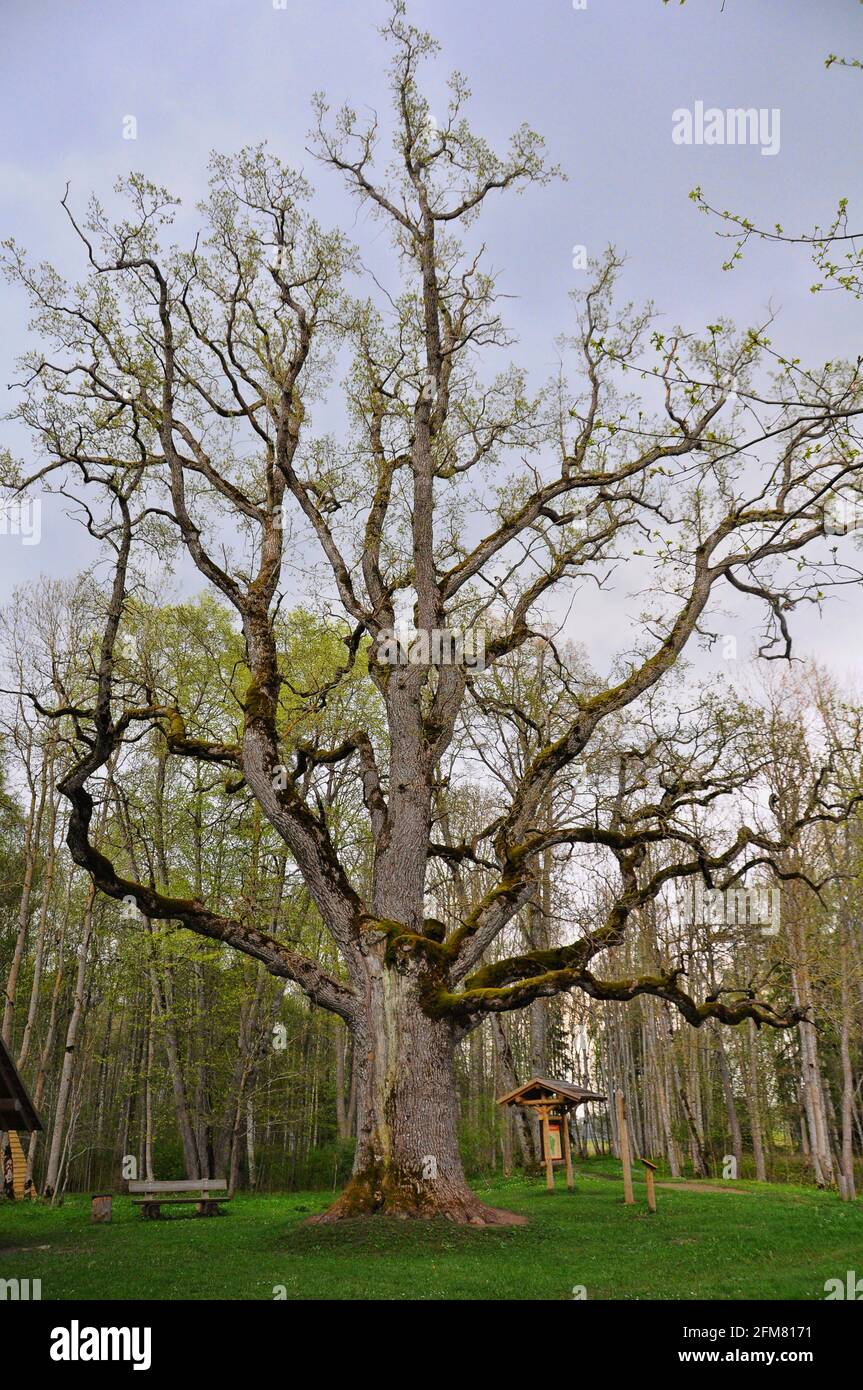 Ancient oak is one of the largest big oaks in Latvia. The oldest oak ...