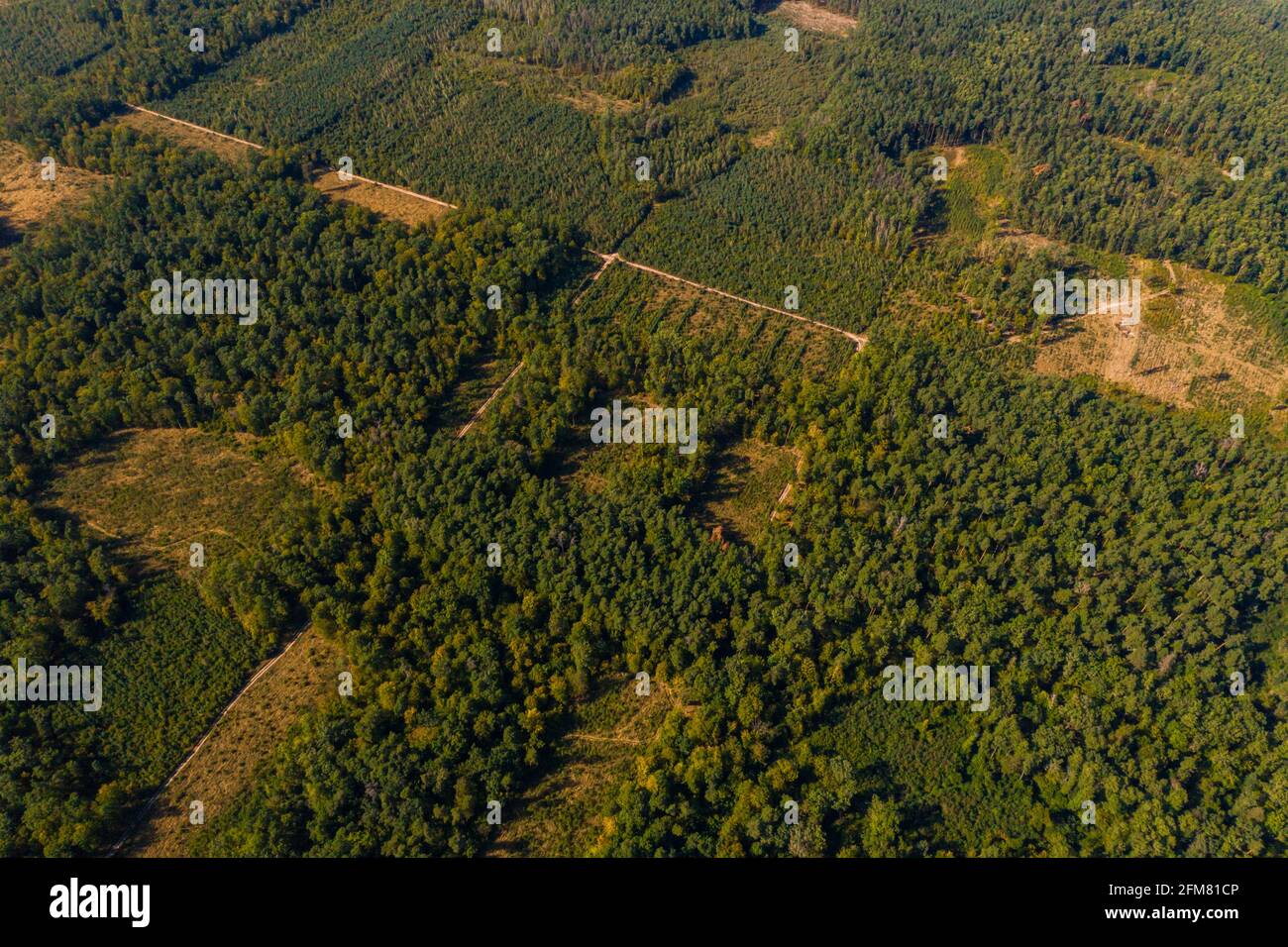Deforestation, large-scale deforestation, destruction of the ...