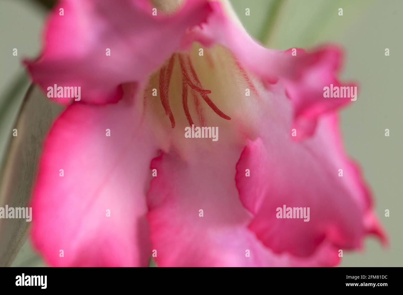 Closeup shot pink adenium hi-res stock photography and images - Alamy