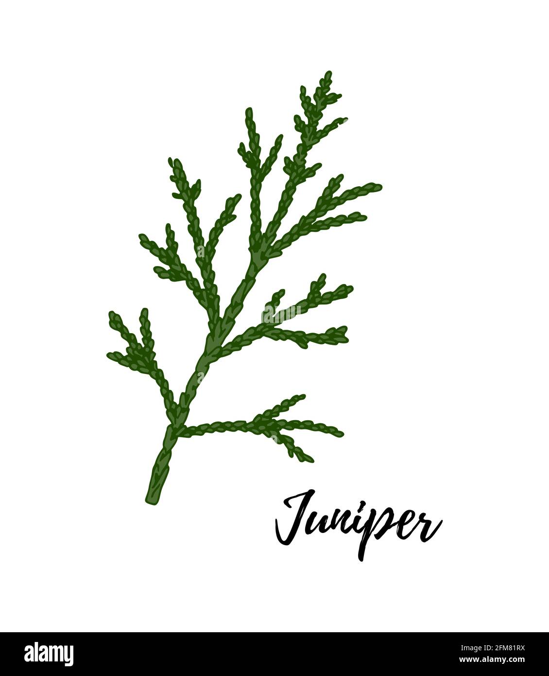Hand drawn green juniper branch isolated on white background. Vector ...