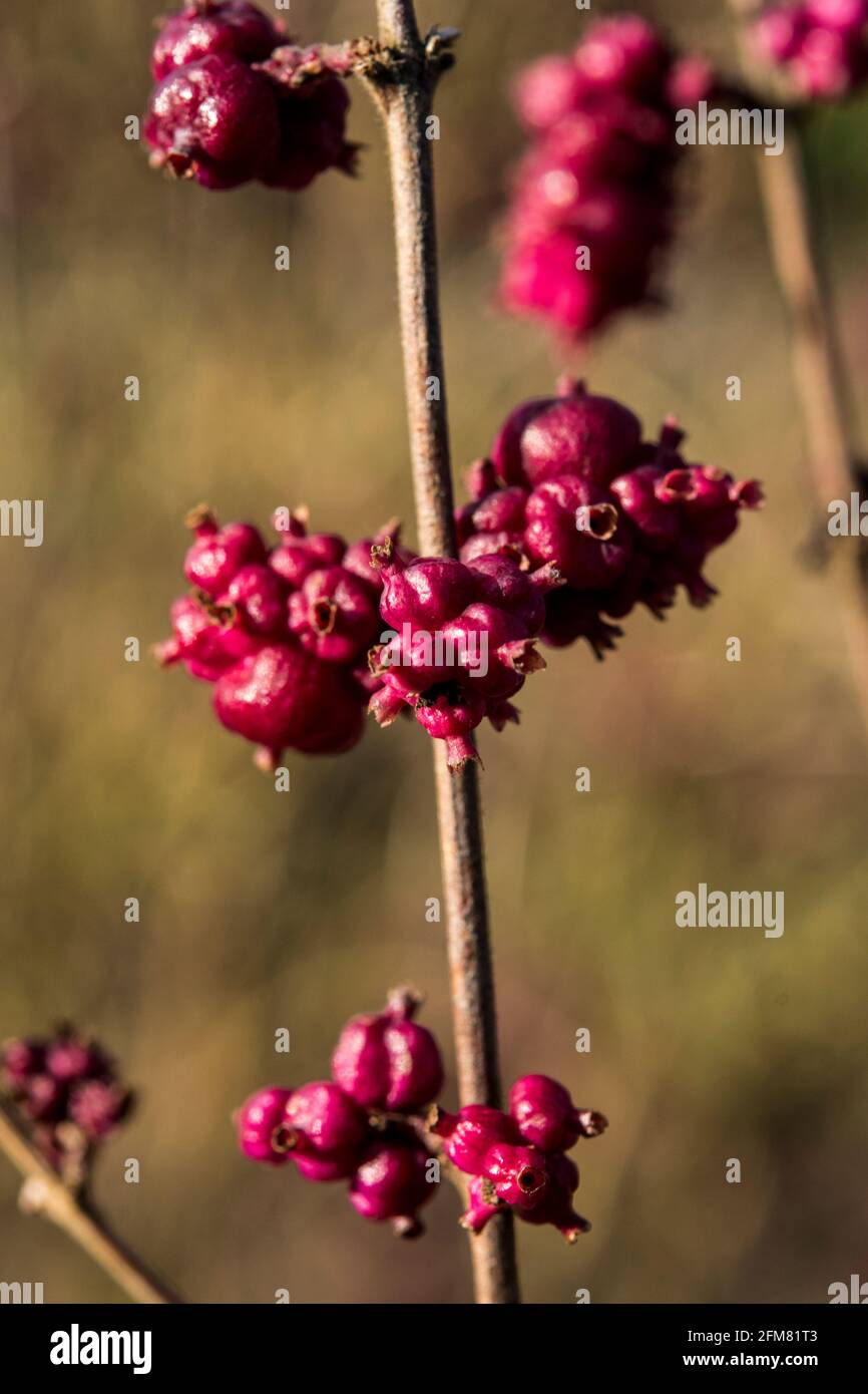 Symphoricarpos orbiculatus plant hi-res stock photography and images ...