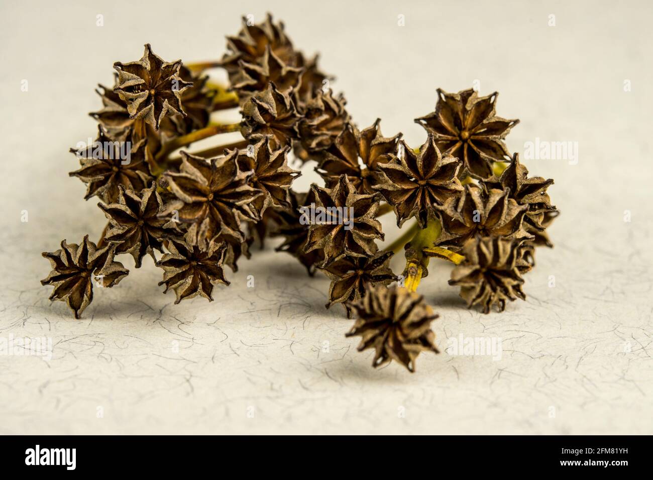 Trochodendron hi-res stock photography and images - Alamy