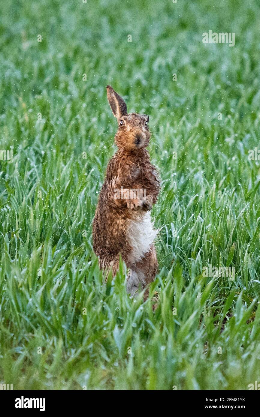 Brown hare shaking itself dry - Scotland, UK Stock Photo - Alamy