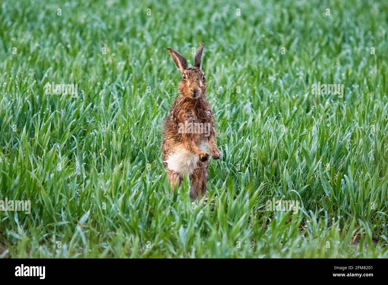 Wet hare shaking dry hi-res stock photography and images - Alamy