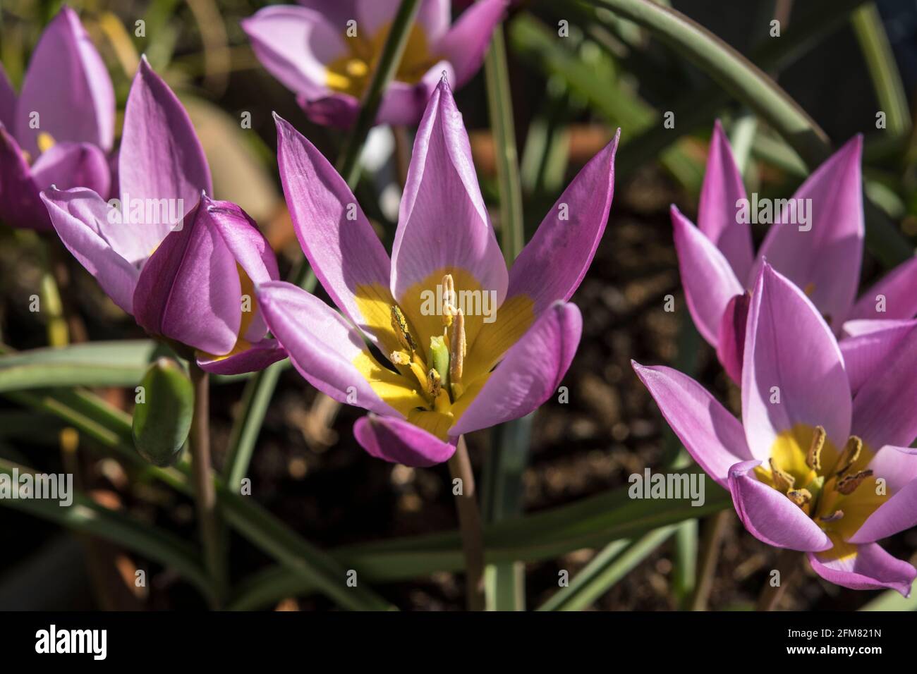 Tulipa humilis hi-res stock photography and images - Alamy