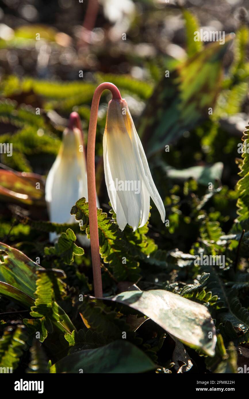 Erythronium garden hi-res stock photography and images - Alamy