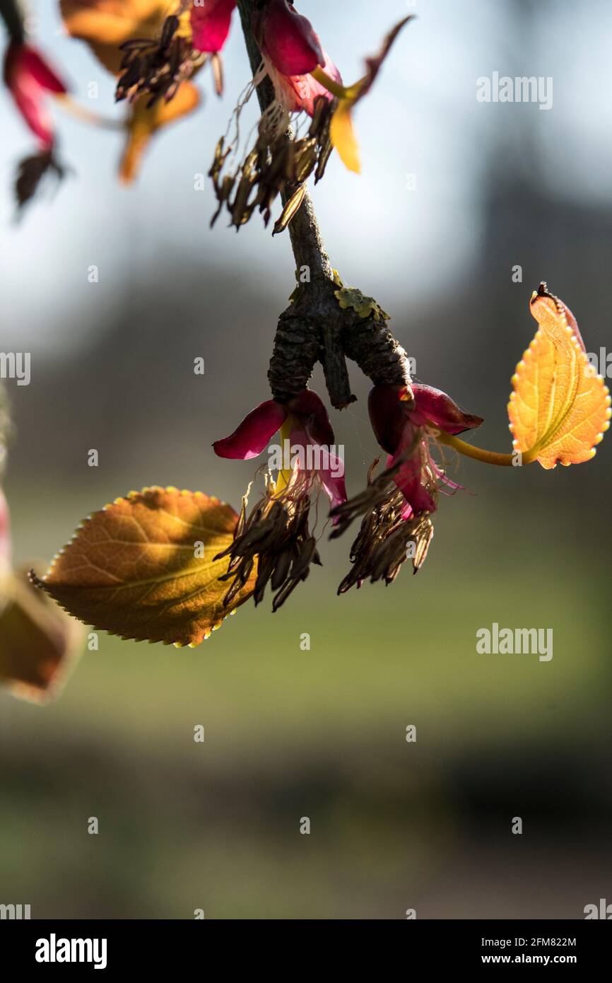 Kadsura tree hi-res stock photography and images - Alamy