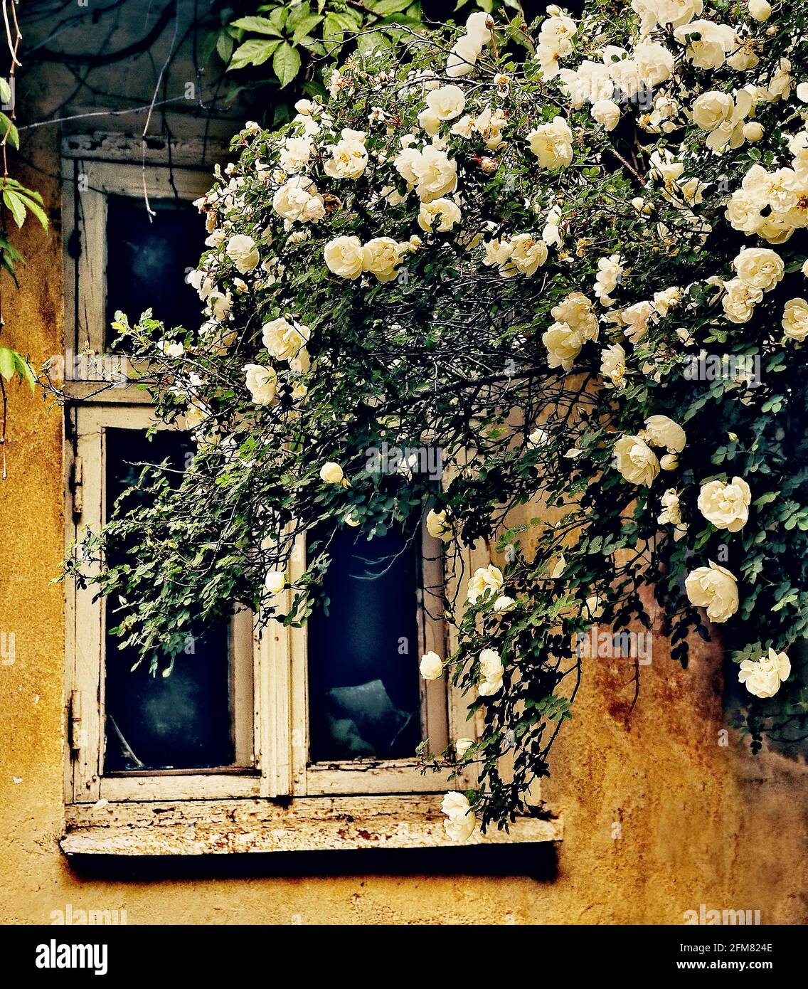 White roses rambling around a window of old grunge house Stock Photo ...