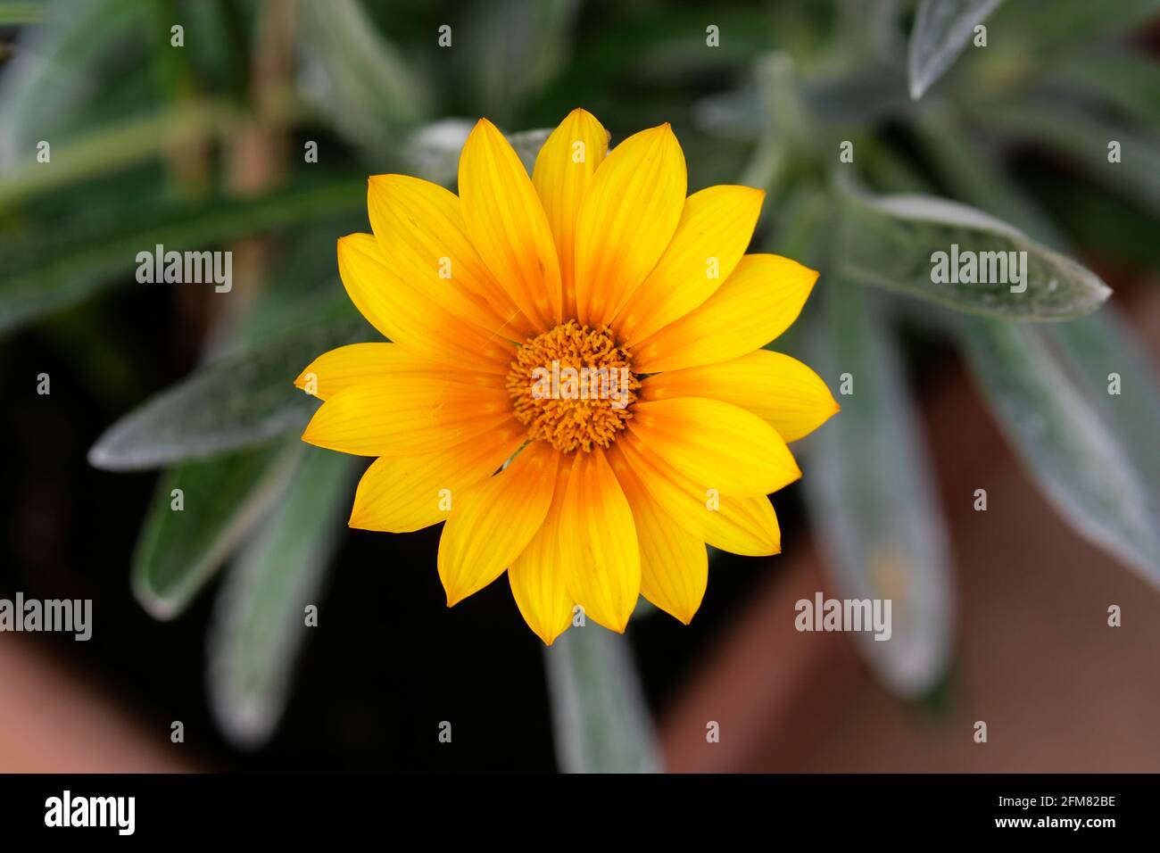 Daisy print hi-res stock photography and images - Alamy