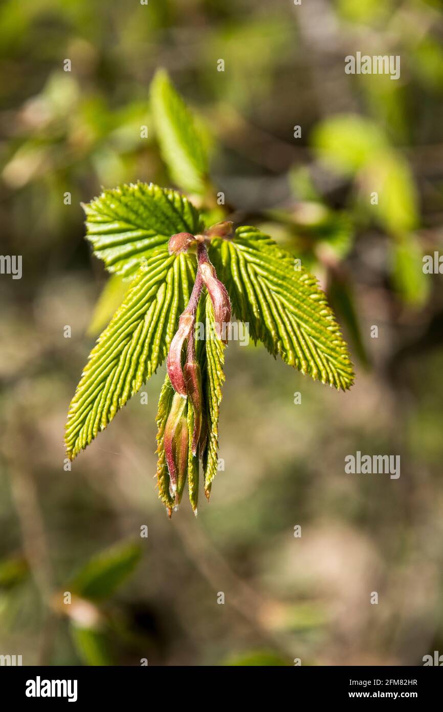 Carpinus betulus garden hi-res stock photography and images - Alamy