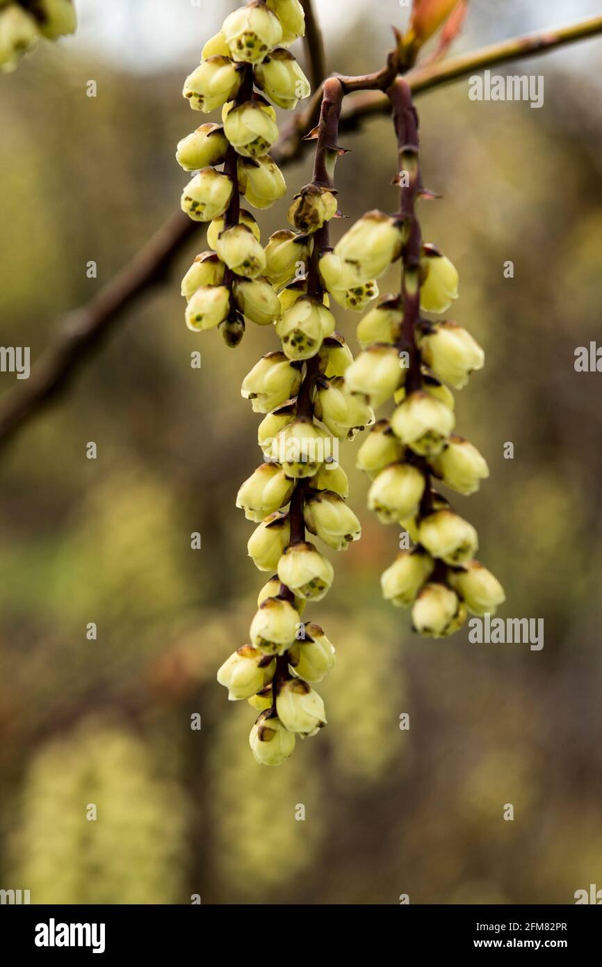 Stachyurus praecox spring hi-res stock photography and images - Alamy