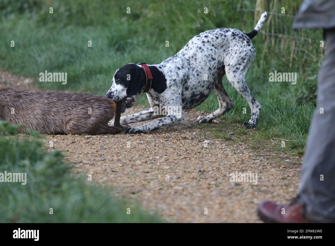 dog attacking deer Stock Photo - Alamy