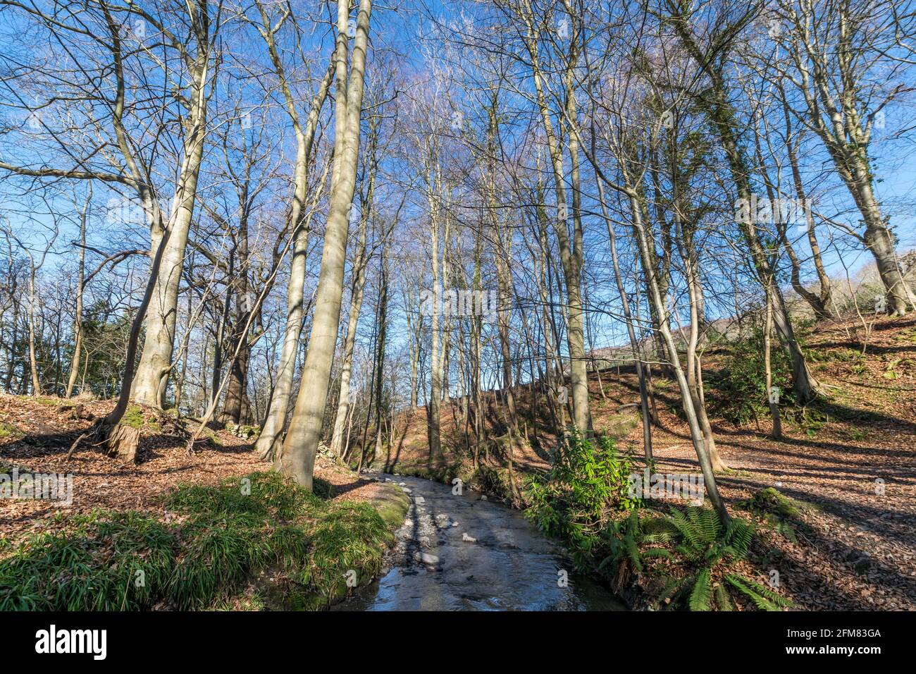 Late winter woodland scene in Abergele North Wales uk Stock Photo - Alamy