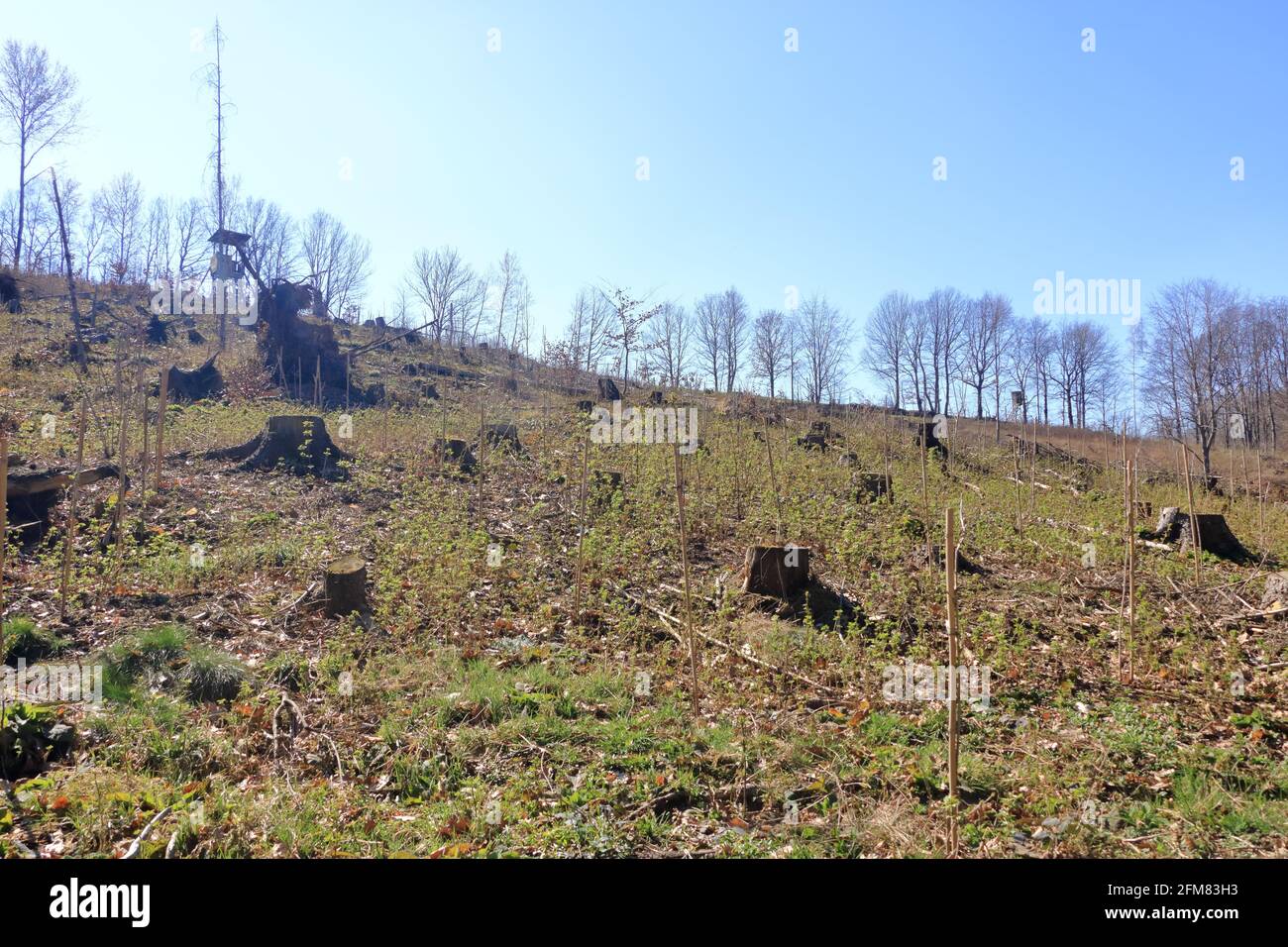 A Forestry plantation and young new planted trees farming growing ...