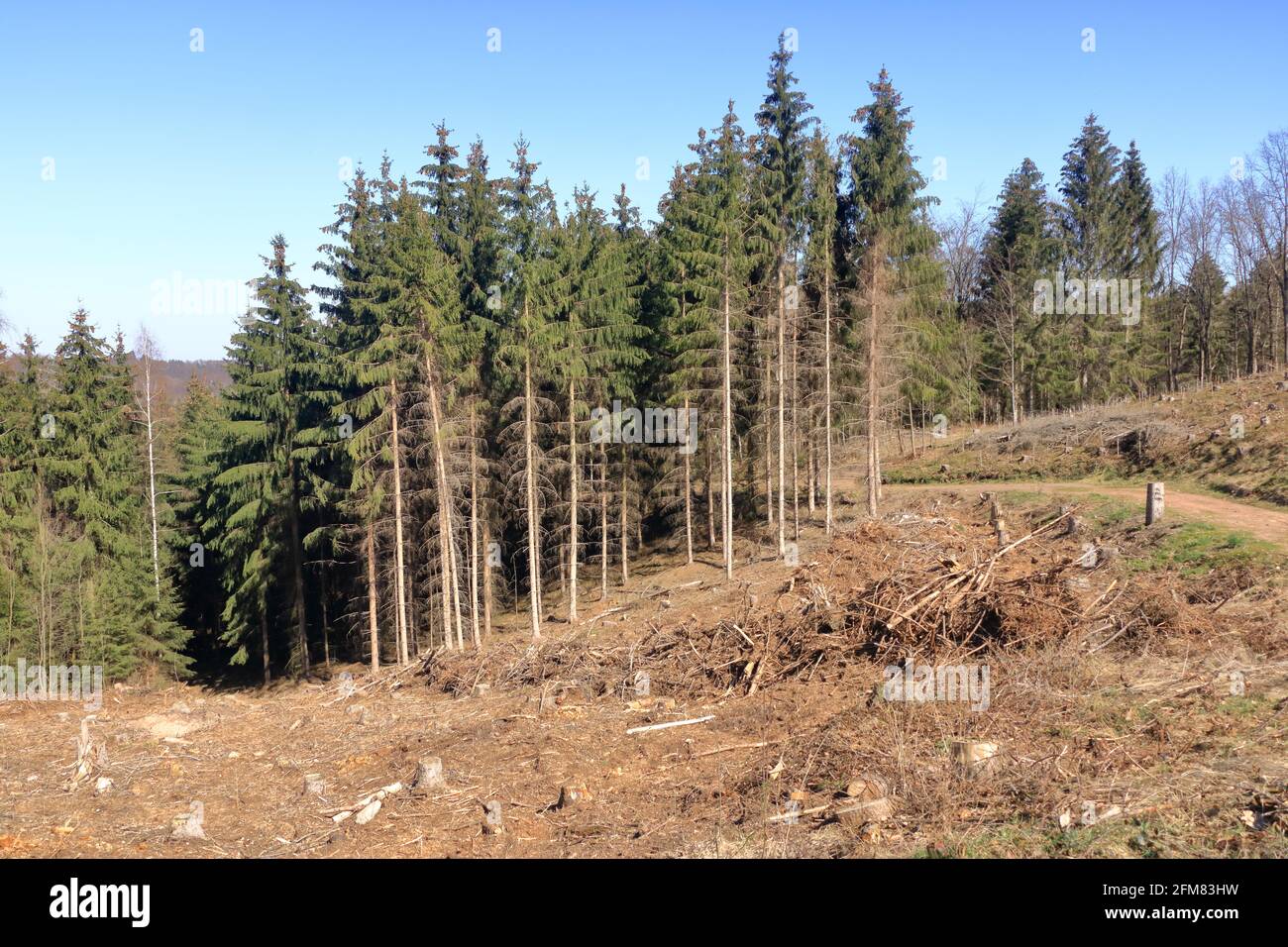 Pine tree forestry exploitation in a sunny day. The stumps and logs ...