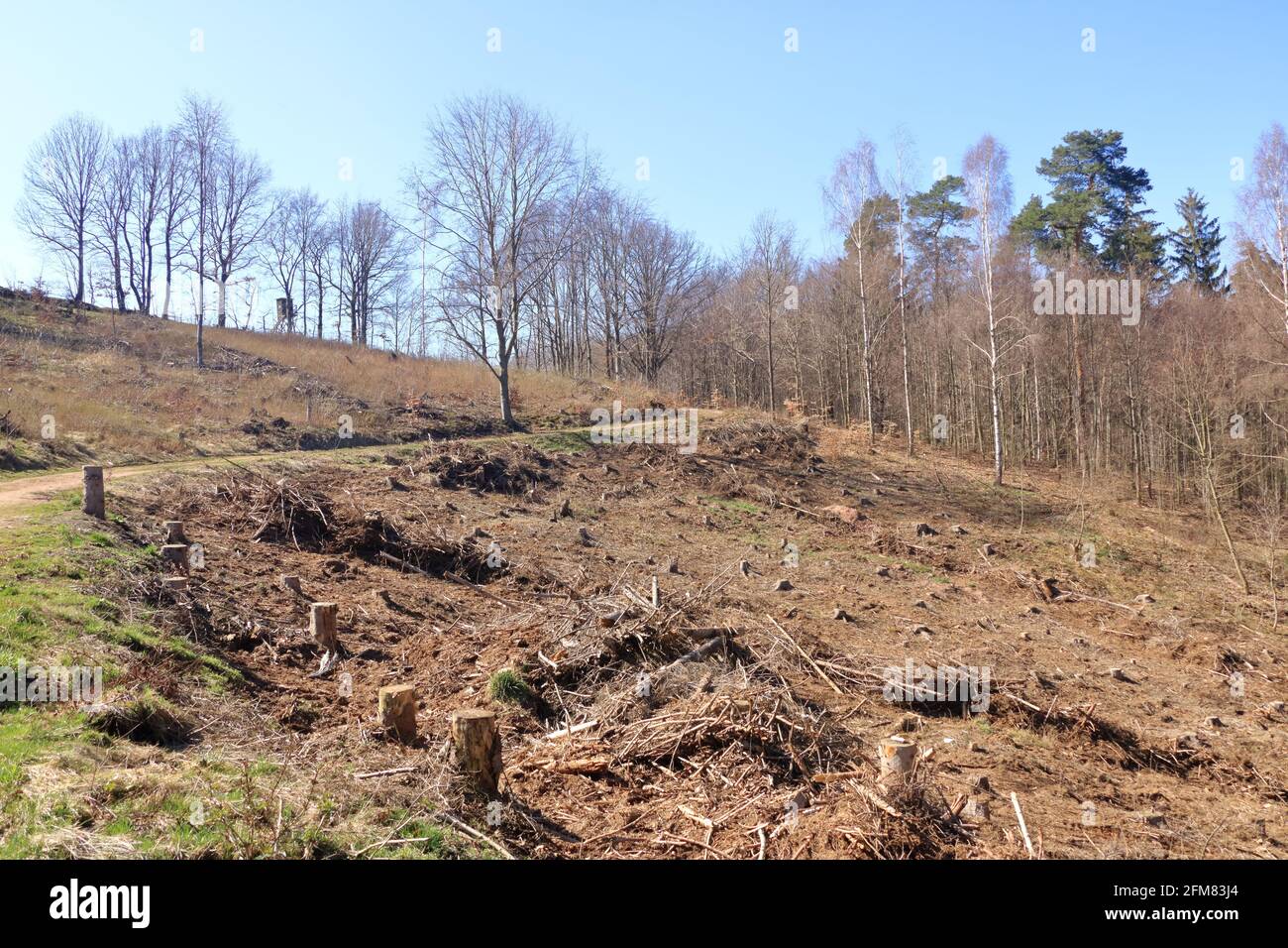 Pine tree forestry exploitation in a sunny day. The stumps and logs ...