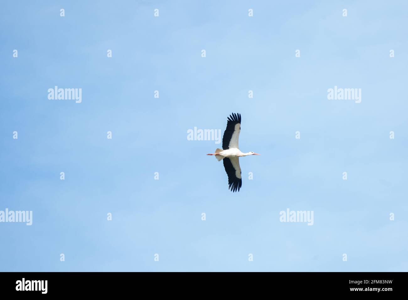 White stork family looking food hi-res stock photography and images - Alamy
