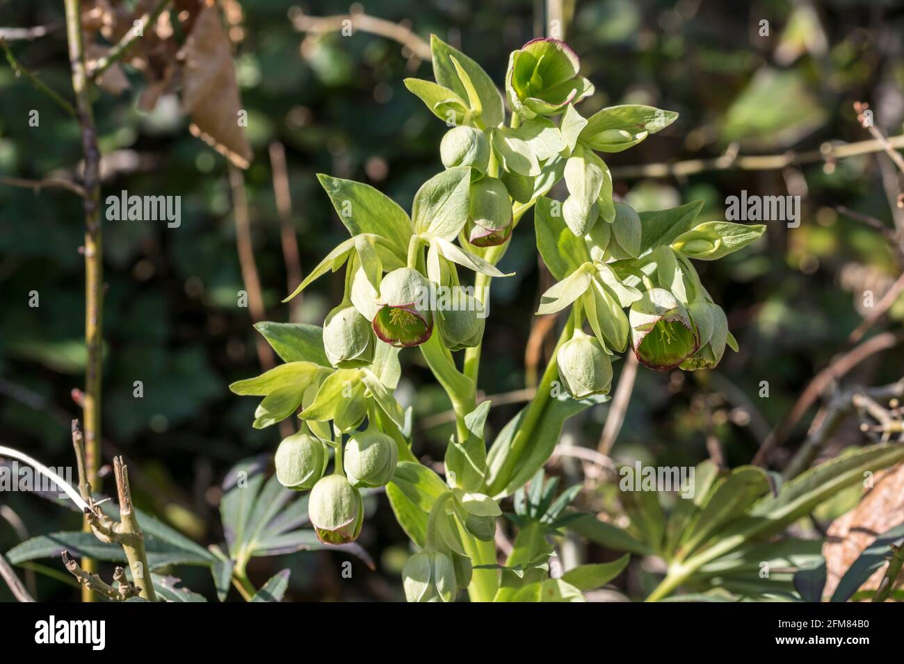 Stinking hellebore Helleborus foetidus an uncommon woodland plant in ...