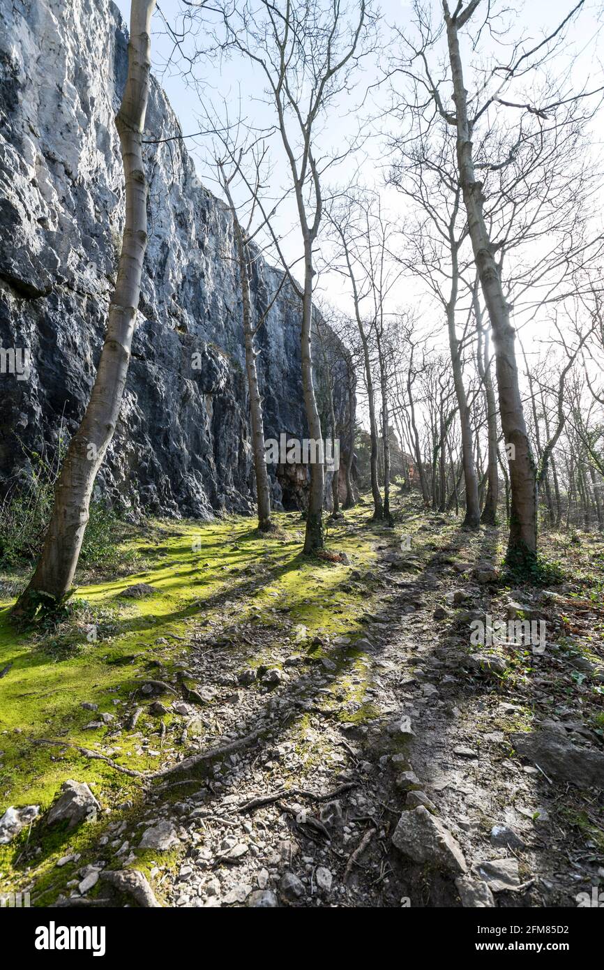 The hillside of Cefn-yr-Ogof or back of the cave at Llanddulas on the ...