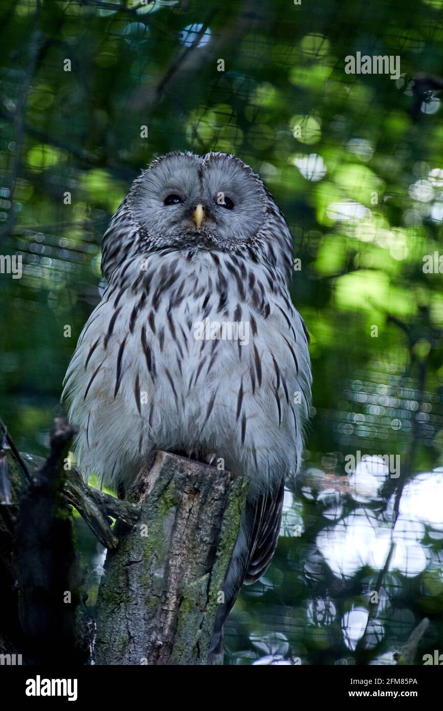 Czech rep zoo praha jun hi-res stock photography and images - Alamy