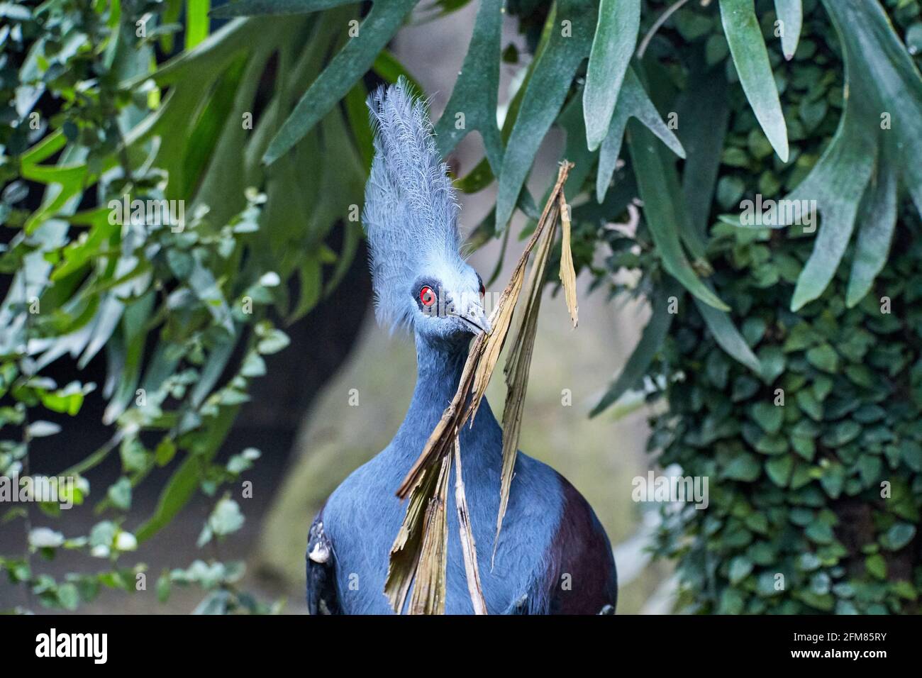 CZECH REP., ZOO PRAHA - JUN 11, 2020: Western crowned pigeon (Goura ...