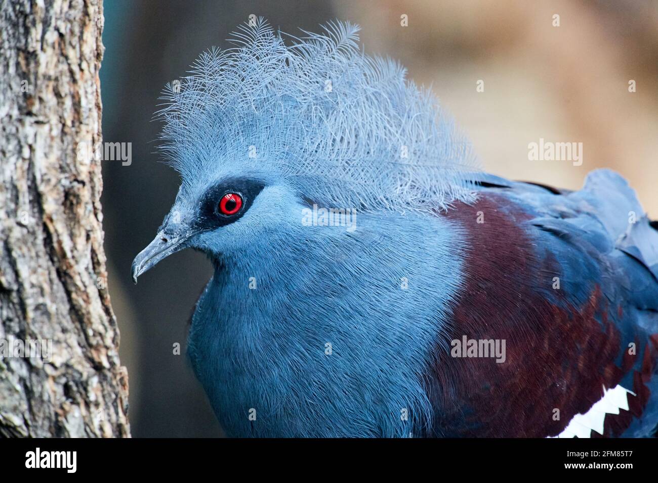 CZECH REP., ZOO PRAHA - JUN 11, 2020: Western crowned pigeon (Goura ...