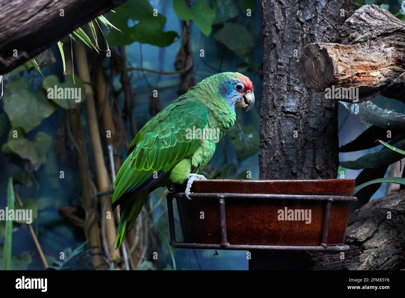 CZECH REP., ZOO PRAHA - JUN 11, 2020: Red-tailed amazon (Amazona ...