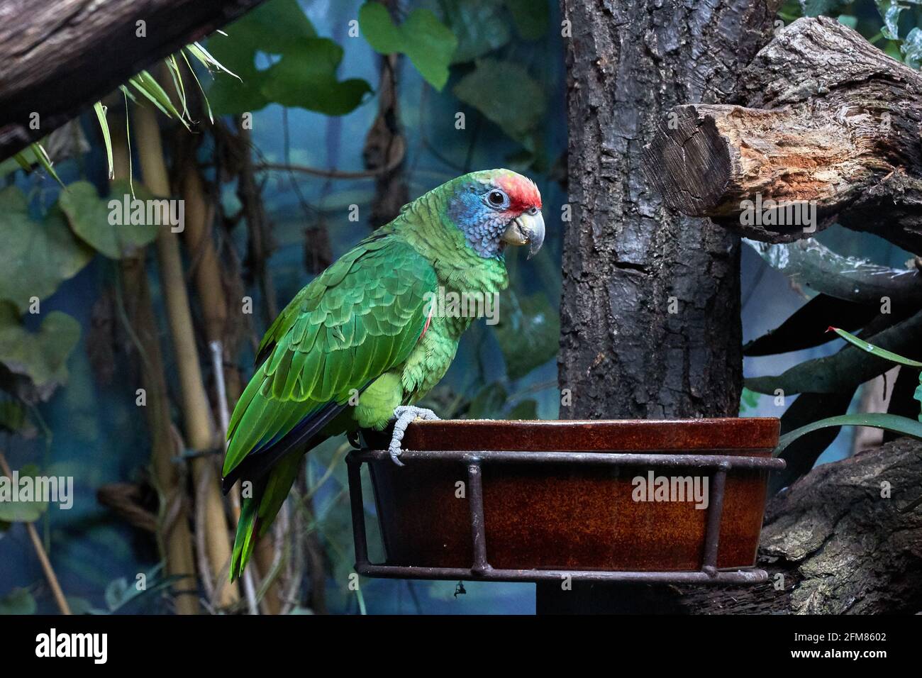 CZECH REP., ZOO PRAHA - JUN 11, 2020: Red-tailed amazon (Amazona ...