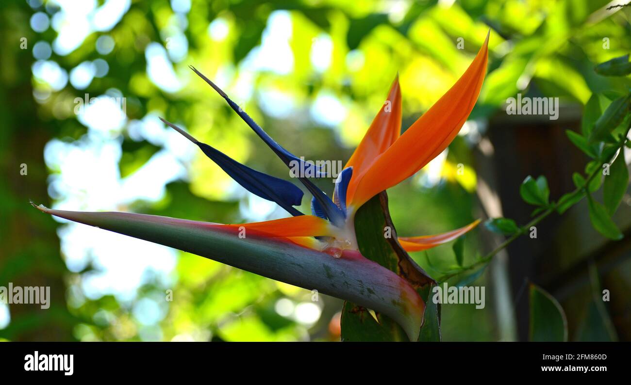 Strelitzia en fleurs hi-res stock photography and images - Alamy
