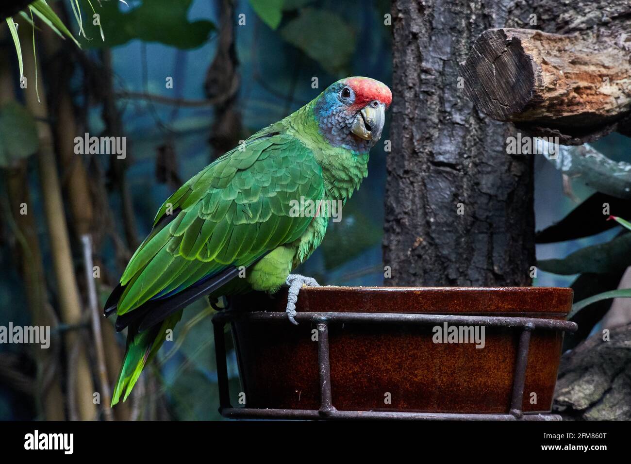 CZECH REP., ZOO PRAHA - JUN 11, 2020: Red-tailed amazon (Amazona ...