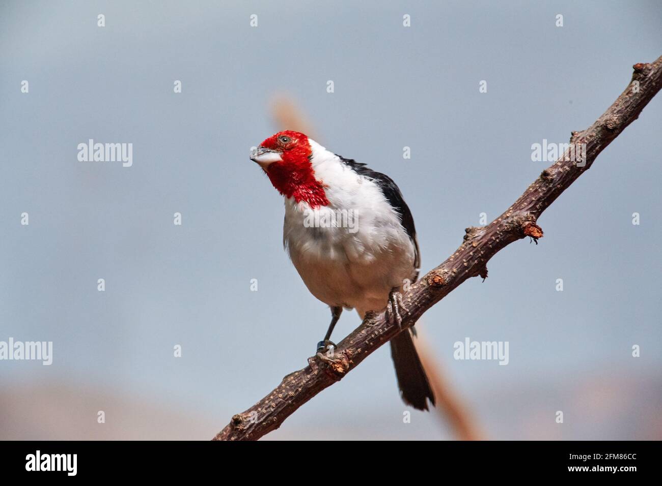 CZECH REP., ZOO PRAHA - JUN 11, 2020: Red-cowled cardinal (Paroaria ...