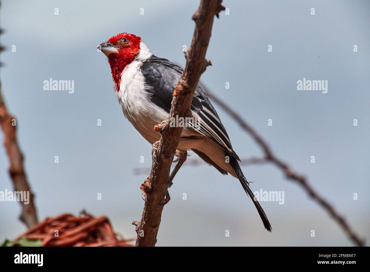 CZECH REP., ZOO PRAHA - JUN 11, 2020: Red-cowled cardinal (Paroaria ...