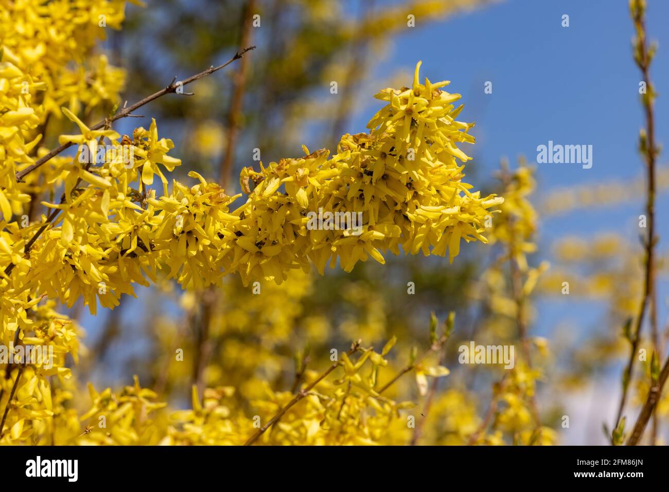 Forsythia europaea bush with yellow flowers blooming early spring Stock ...