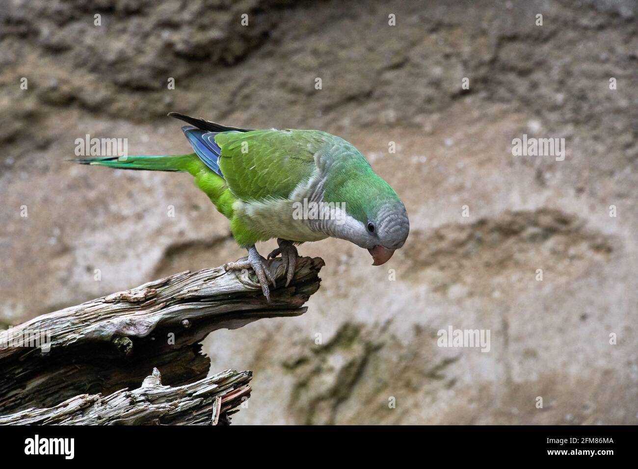 Papousek hi-res stock photography and images - Alamy