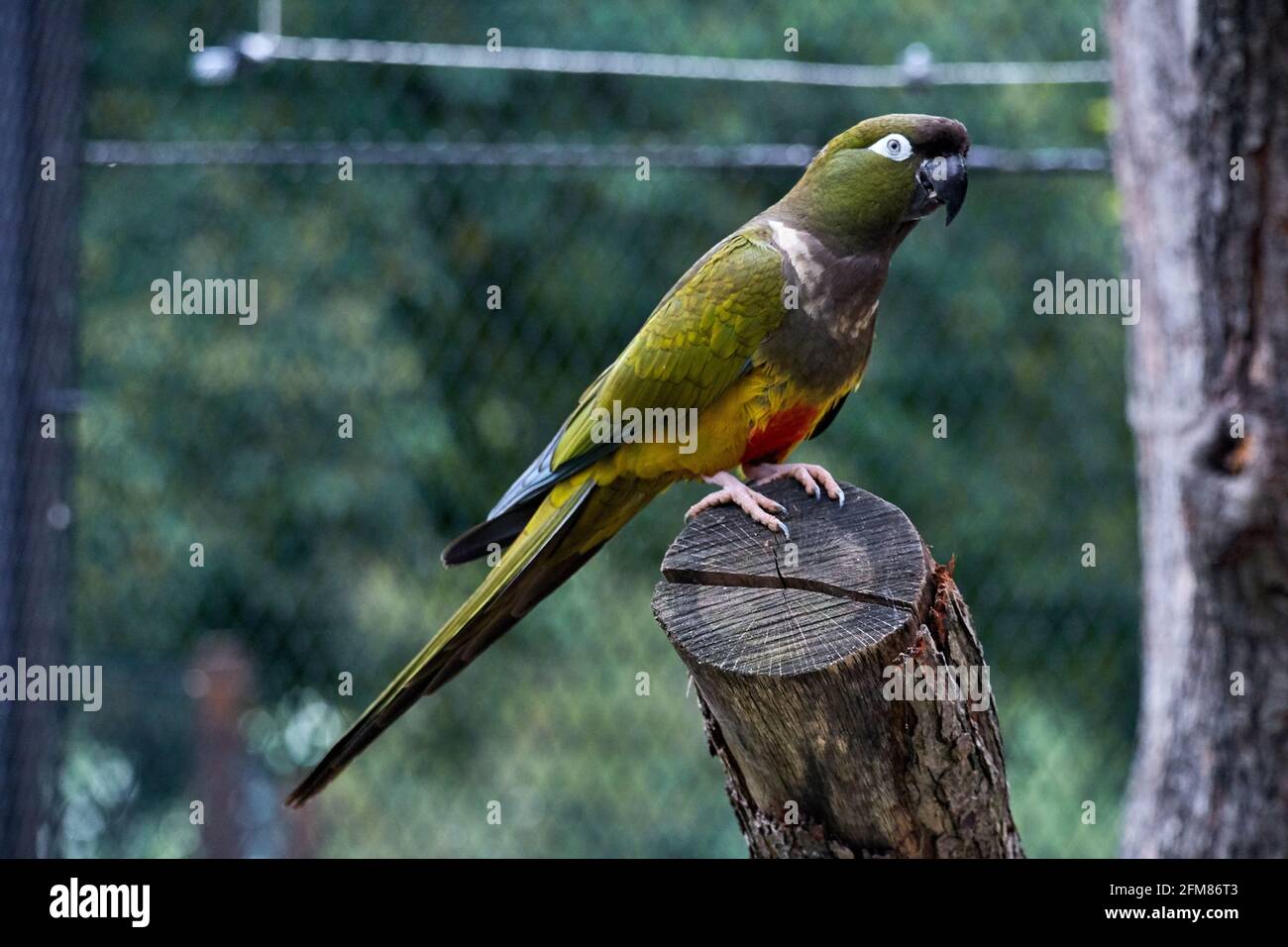 CZECH REP., ZOO PRAHA - JUN 11, 2020: Burrowing parrot (Cyanoliseus ...