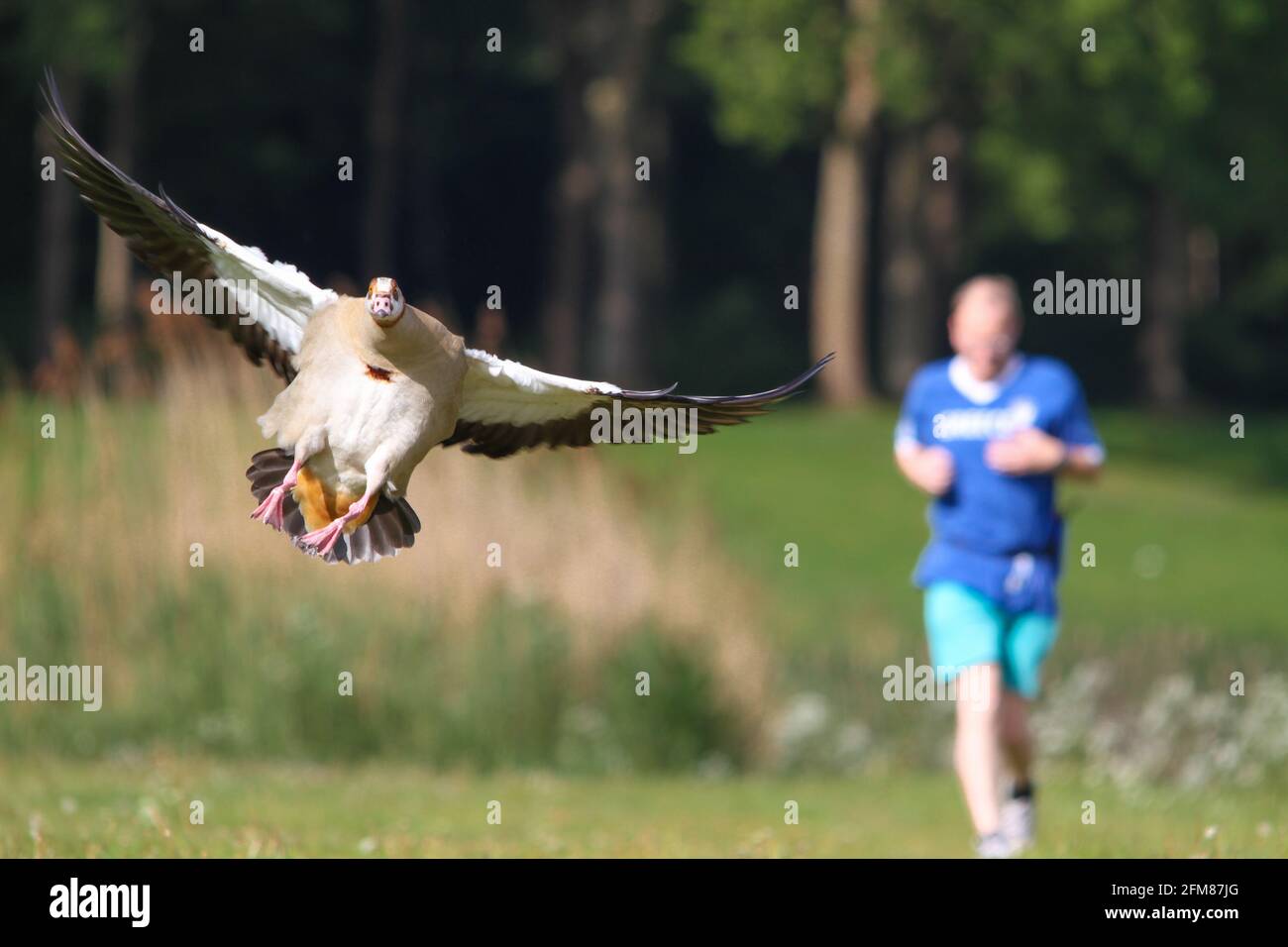 Egyptian goose duckling hi-res stock photography and images - Alamy