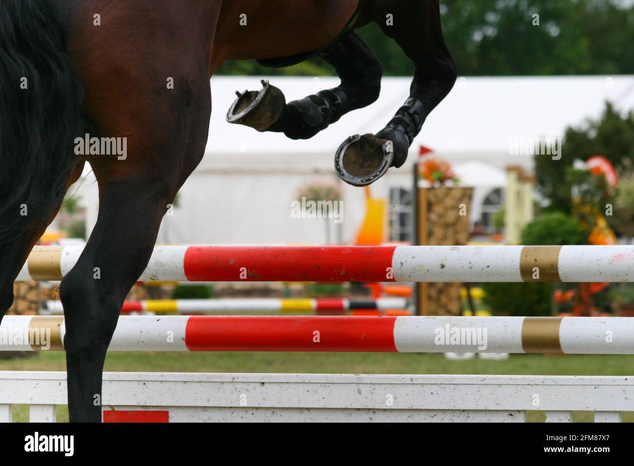 detail of a horse at a show jumping tournament with no people seen in ...