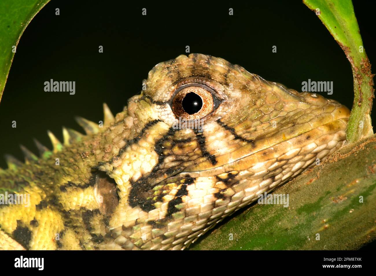 Tropical Anole Lizard, Tropical Rainforest, Napo River Basin, Amazonia ...