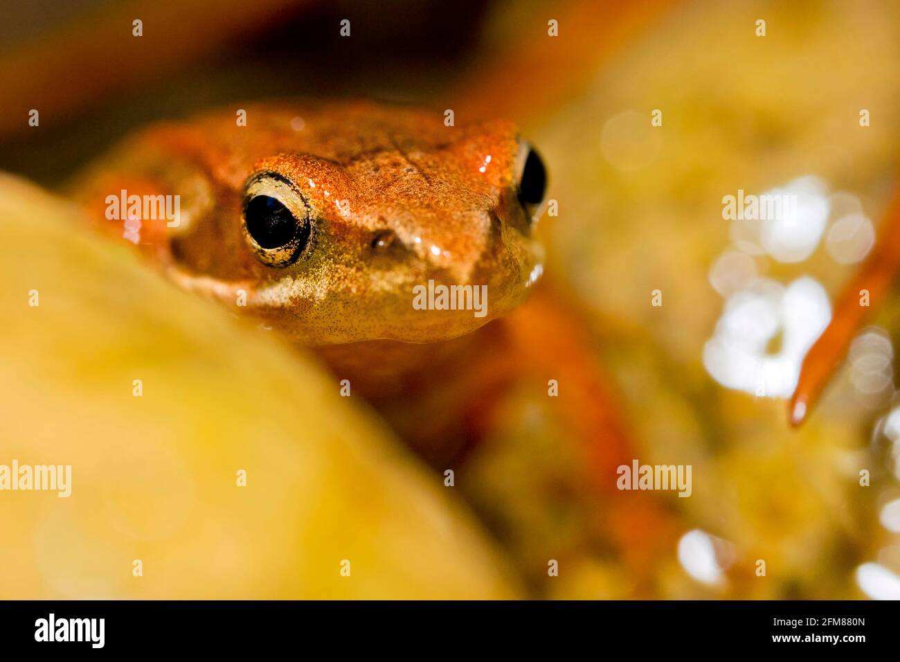 Rana iberica hi-res stock photography and images - Alamy
