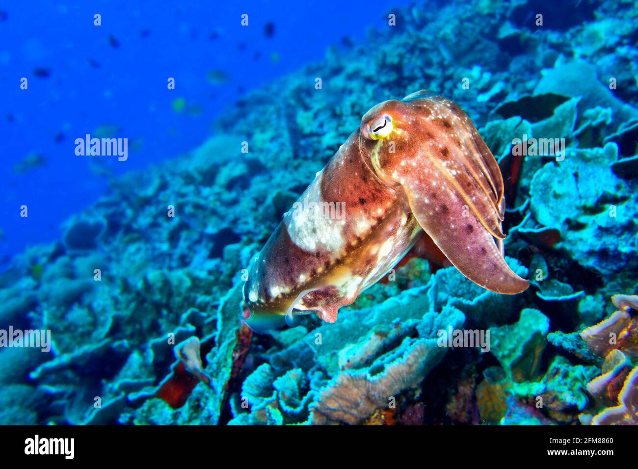 Sepia flamboyant cuttlefish hi-res stock photography and images - Alamy