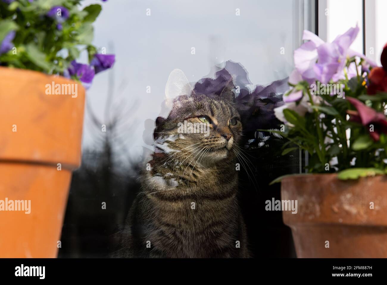 cat looking out the window Stock Photo - Alamy