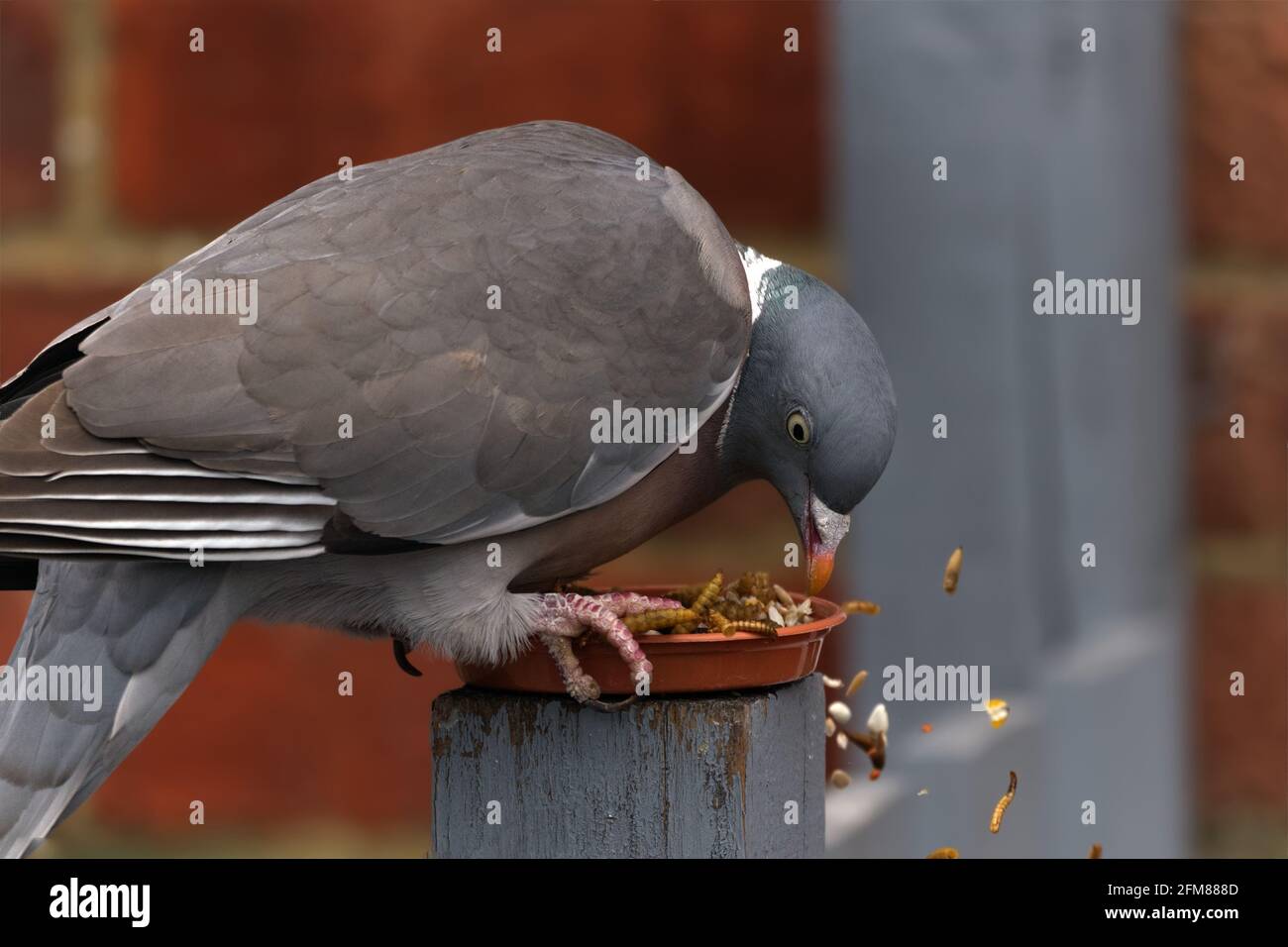 Dove feather hi-res stock photography and images - Alamy